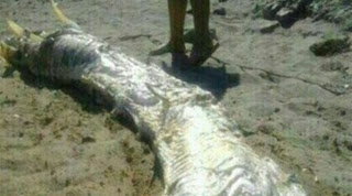 ΠΛΑΚΩΣΑΝ ΚΑΙ ΤΑ... ΘΑΛΑΣΣΙΑ ΤΕΡΑΤΑ! ΞΕΒΡΑΣΤΗΚΕ ΕΝΑ ΣΤΙΣ ΑΚΤΕΣ ΤΗΣ ...
