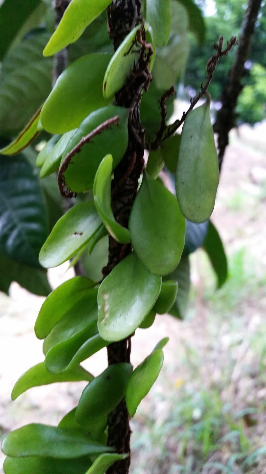 Warisan Petani: Pokok Duit-duit