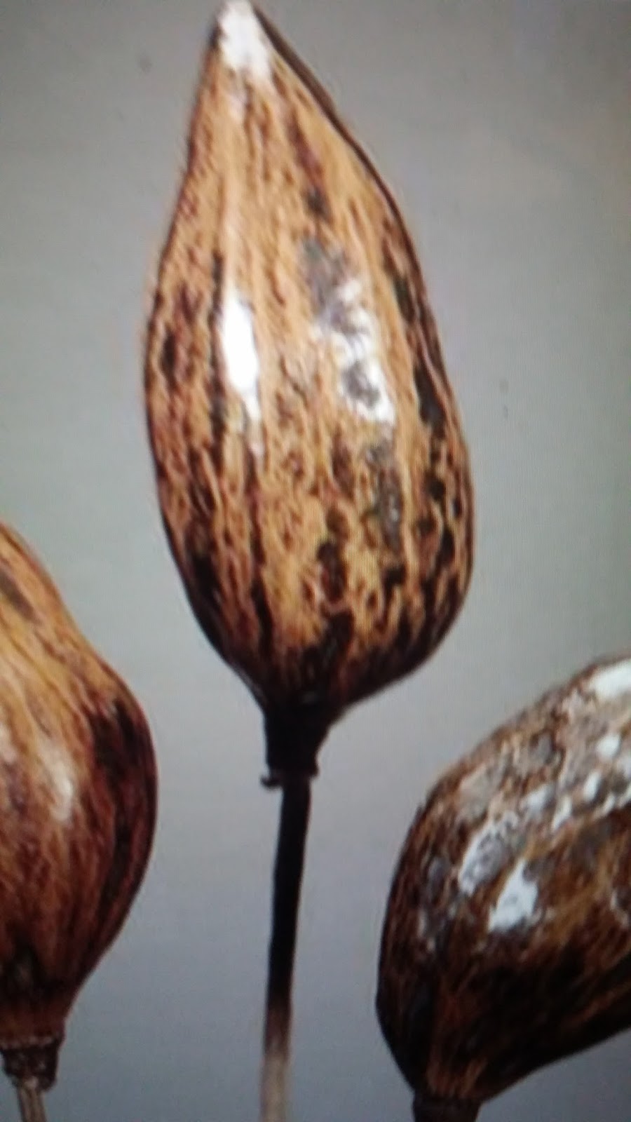 Exquisite dried floral poppyheads, pods & bunches: Dried poppy heads ...