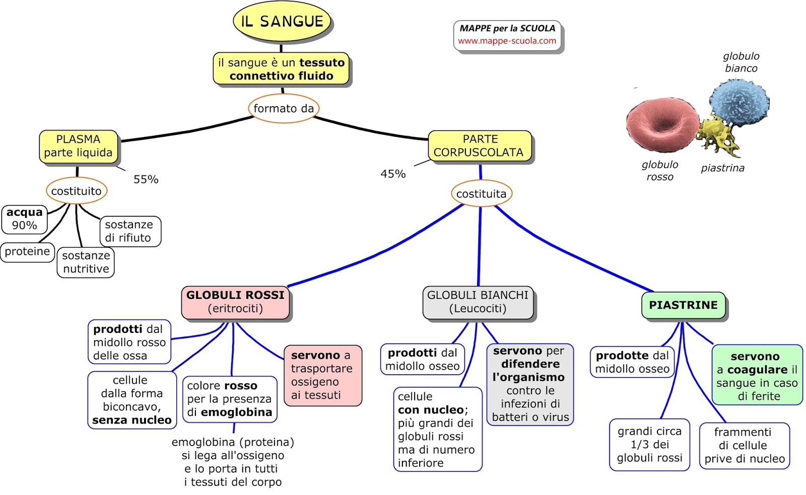 MAPPE per la SCUOLA: IL SANGUE