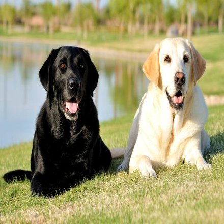 Todo lo Necesario Sobre El Labrador Retriever | Blog Perro