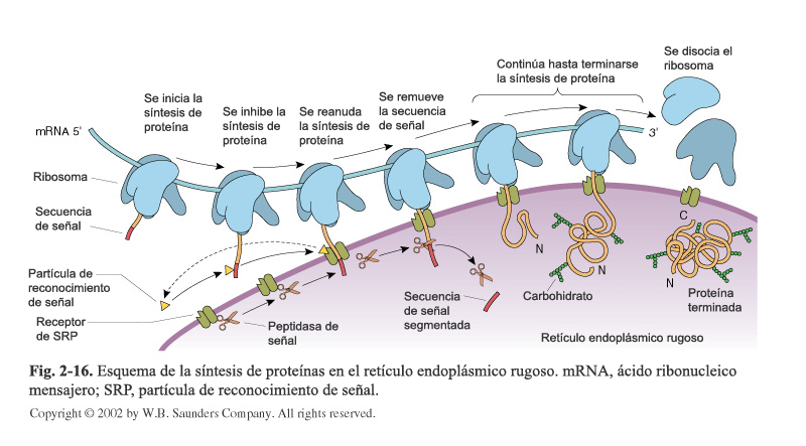 Apuntes de Medicina: Retículo Endoplasmático Rugoso