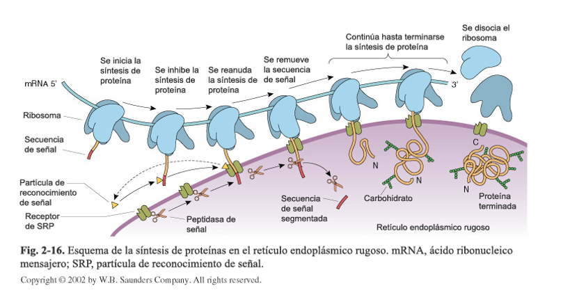 Apuntes de Medicina: Retículo Endoplasmático Rugoso