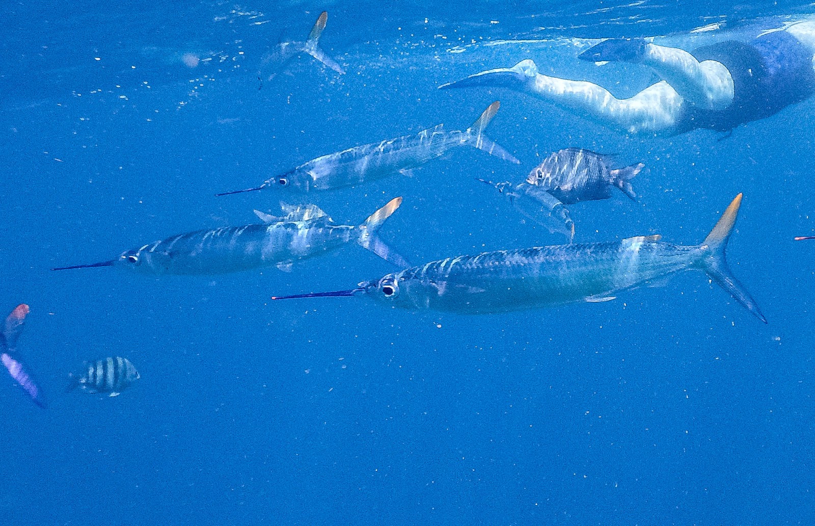 Cannundrums: Ballyhoo (fish)