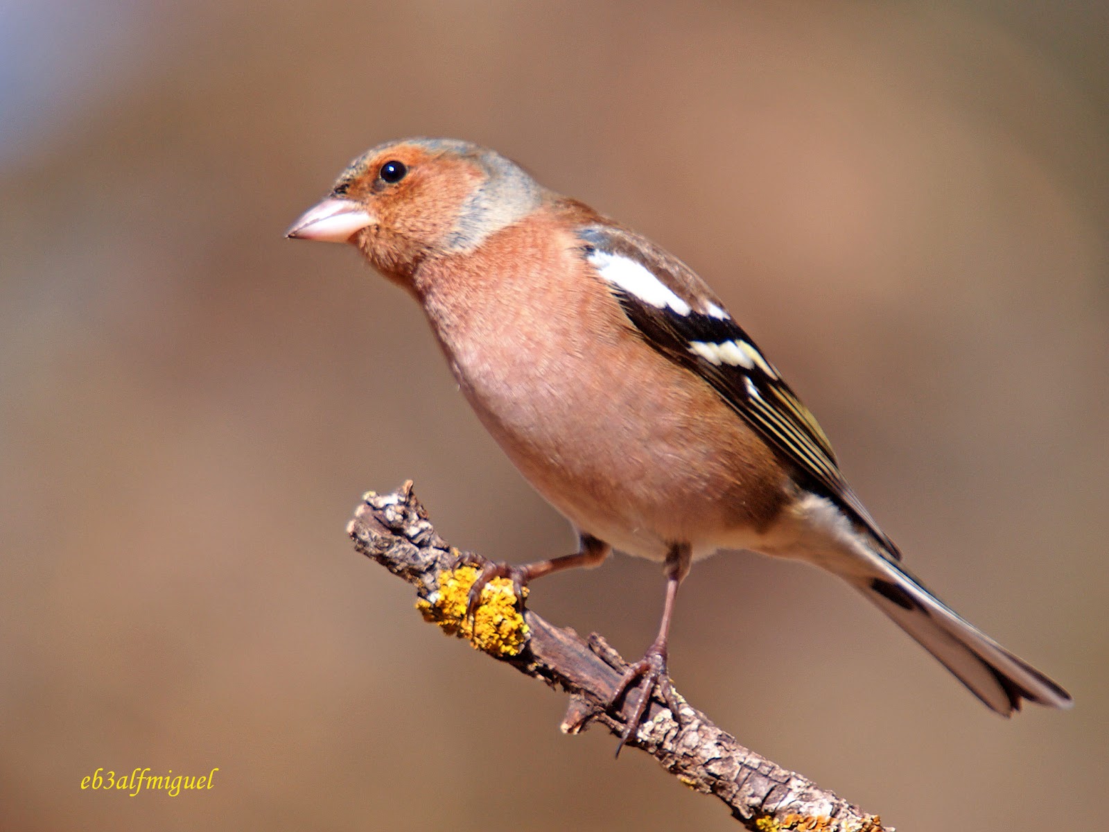 MIS AMIGAS LAS AVES: Pinzón vulgar (Fringilla coelebs) Este ave poso ...