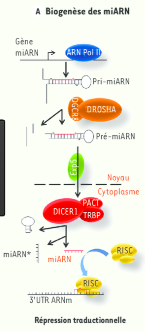 KSJBIO: #168 Micro-ARN joue un rôle crucial pour la survie du cancer ...