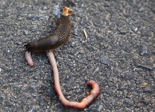 tend: let's talk about slugs