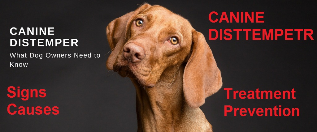 Canine Distemper : CD Signs , Treatment and Prevention