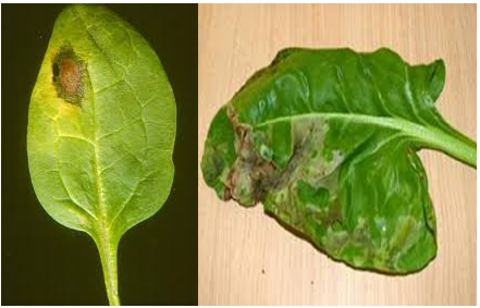 Easily Pests Control: Knowing How To Control Pests And Diseases Spinach ...