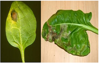 Easily Pests Control: Knowing How To Control Pests And Diseases Spinach ...