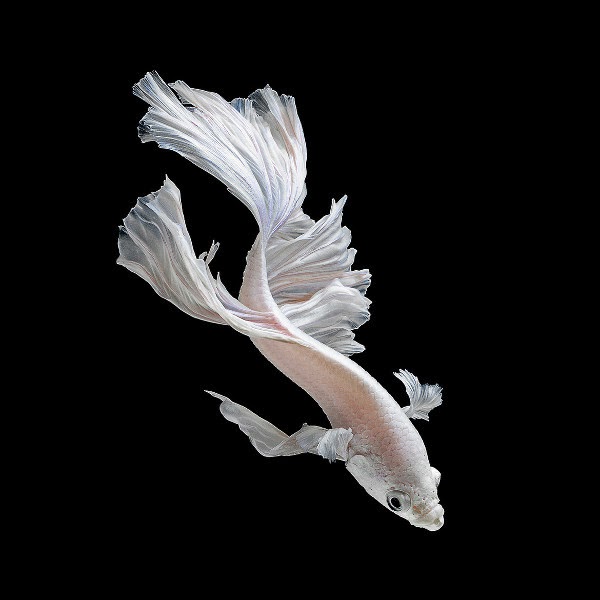 Art et glam: Visarute Angkatavanich, le photographe qui saisit la grâce ...