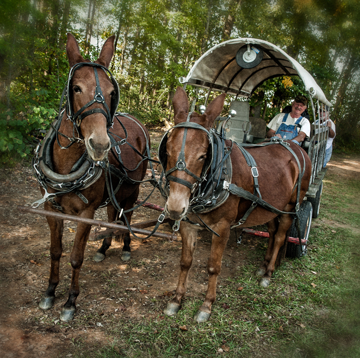 Dan Routh Photography: Mule Wagon