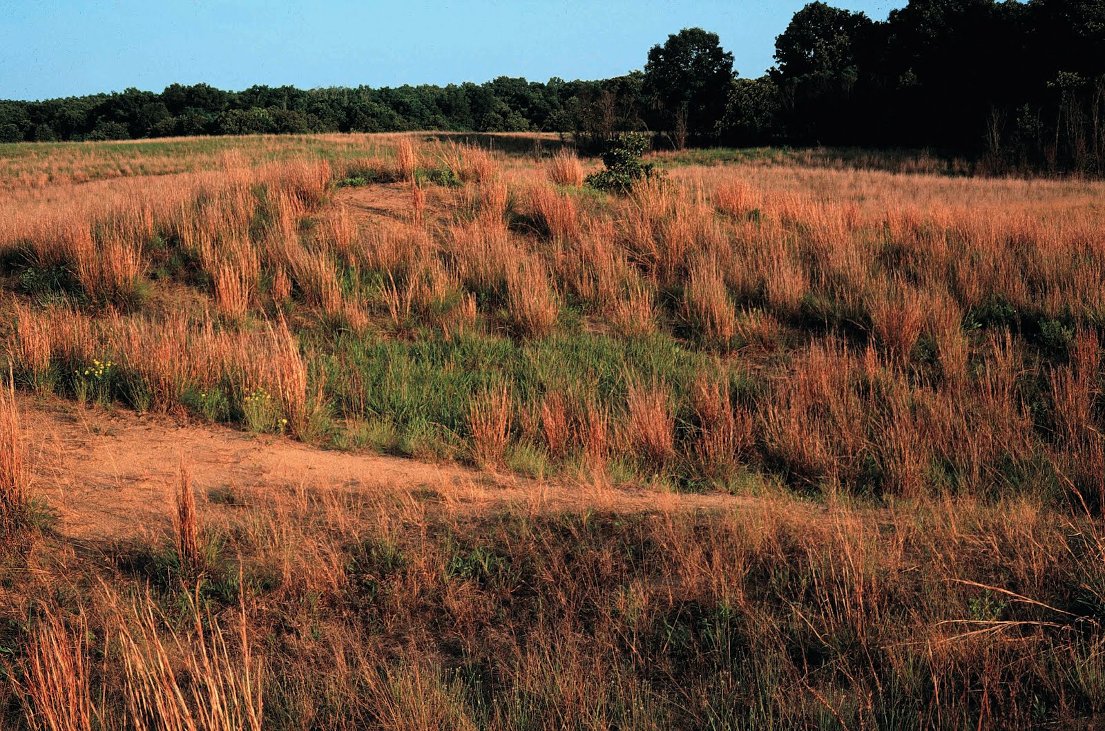 Illinois Natural History Survey: Illinois River and Mississippi River ...