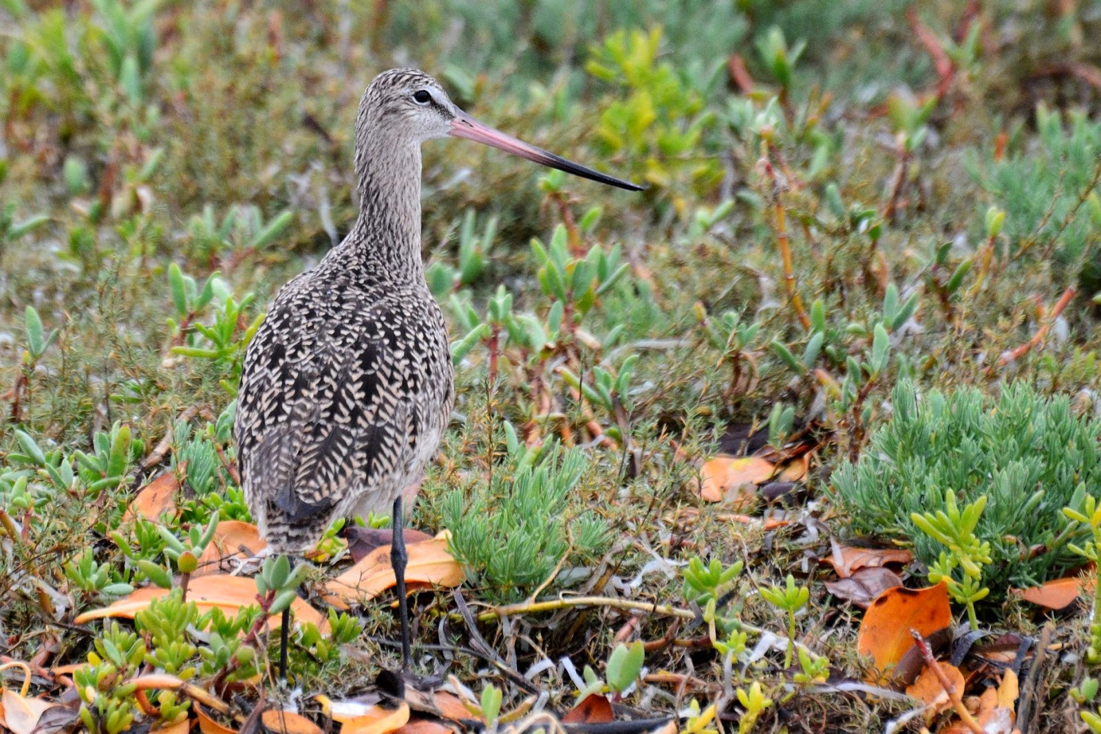 My Tern: First OLLI Birding Class, Tue, April 22