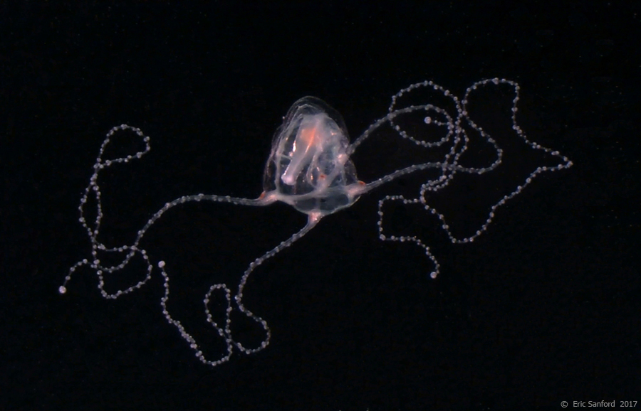 The Natural History of Bodega Head: Hometown hydromedusa