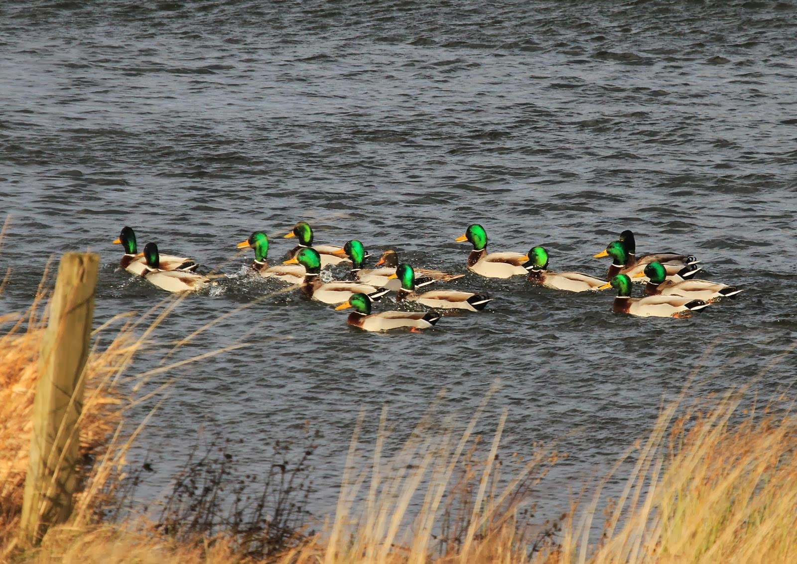 Tophill Low Nature Reserve: White Christmas / The grass is always ...