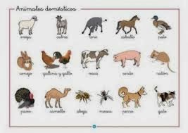 Los animales: Los animales
