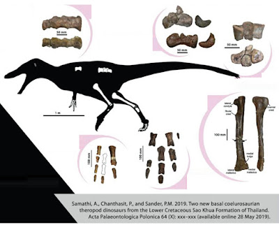 Species New to Science: [Paleontology • 2019] Phuwiangvenator ...