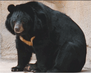 Beruang Hitam Asia | Aquascape Ikan Hias dan Tanaman Air