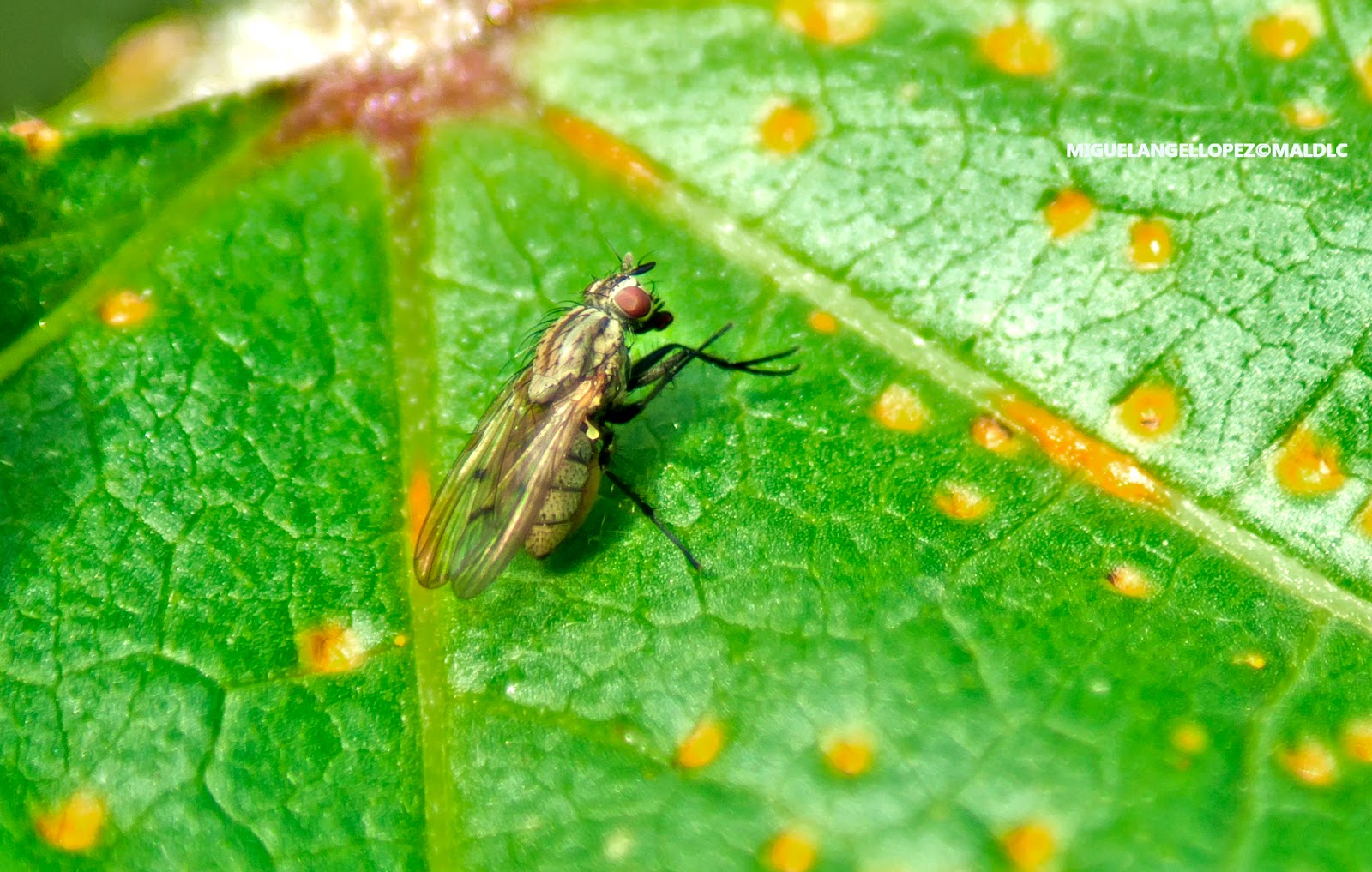 Perimetros--Flora y Fauna de Rota(Cadiz): Anthomyia sp., Mosca
