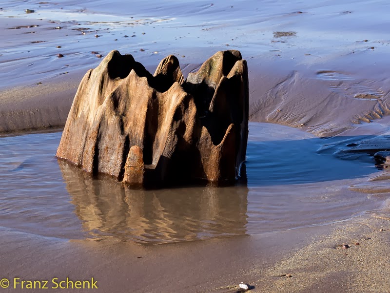 South Kerry Camera Club: Old Tree Stumps emerging from the Sand on ...