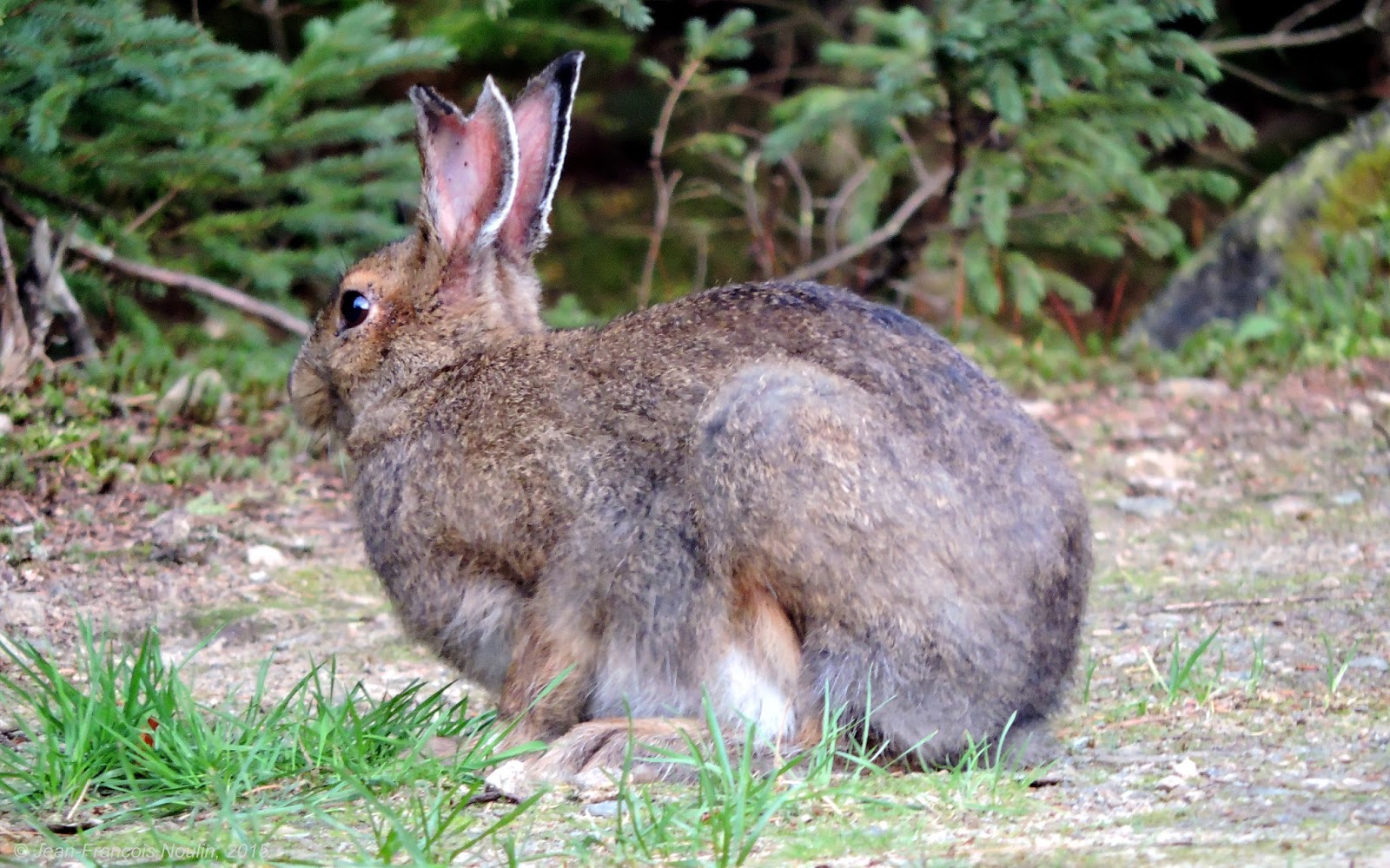 Carnet naturaliste: Lièvre ou lapin