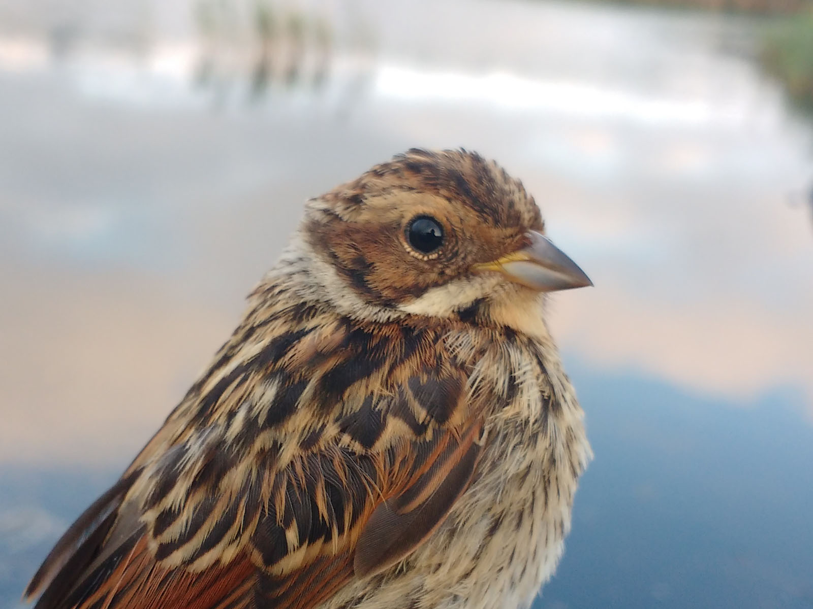Teifi Ringing Group: July 2017