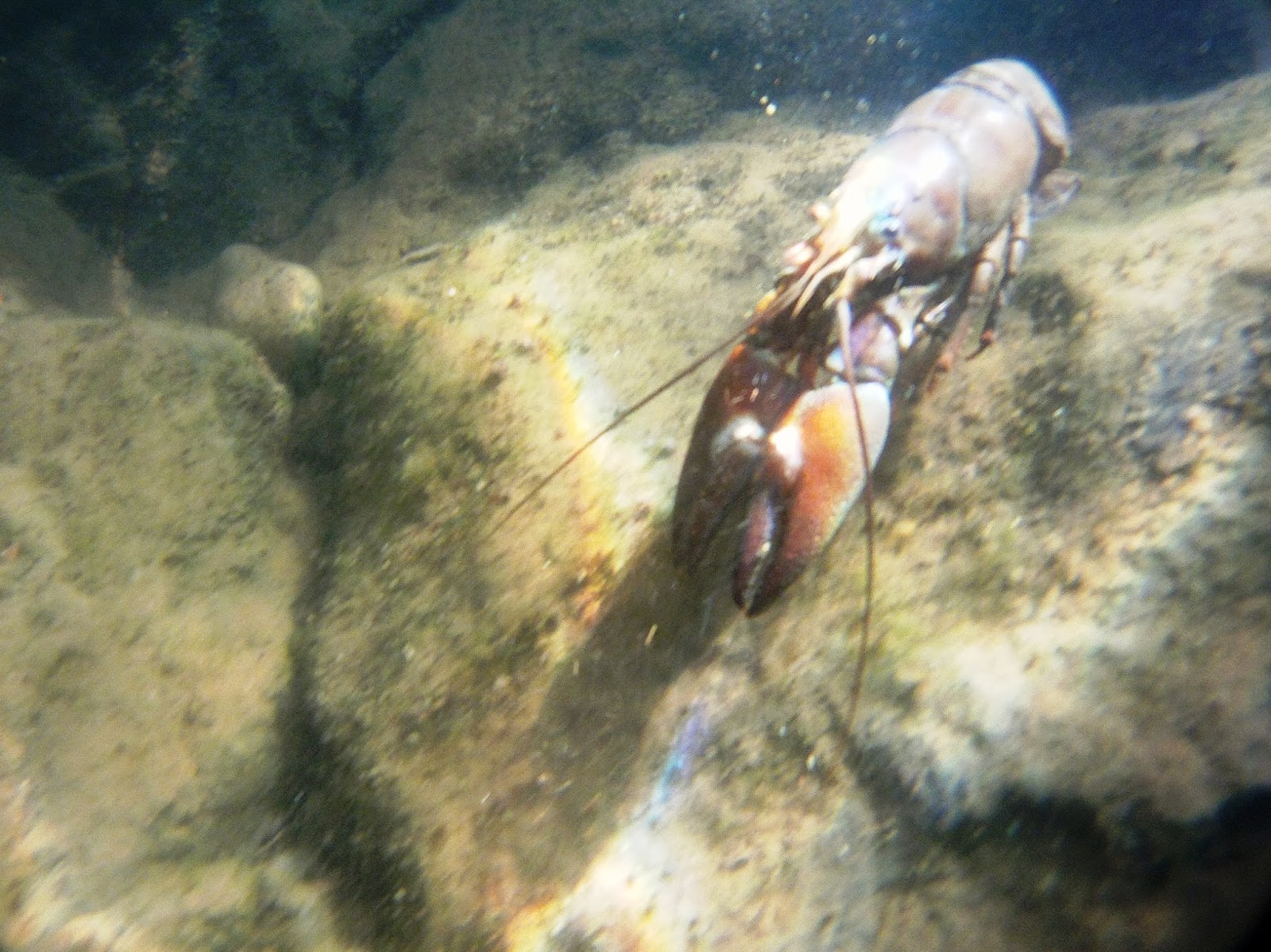 Countryman: Foraging California's Wild Side: Swamp Lobster