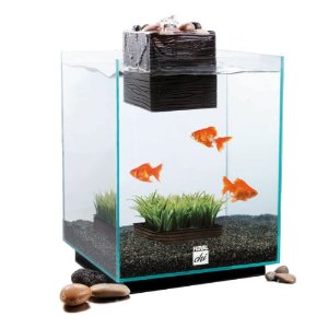 Rimless Aquarium: Fluval Chi Aquarium Setup