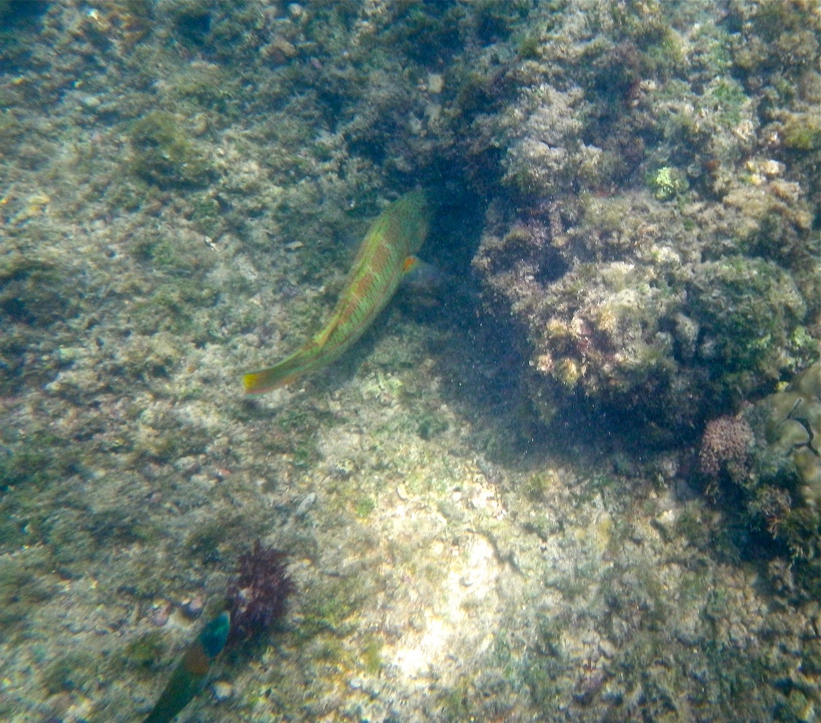 Psychedelic Waterfall: Christmas Wrasse, Manini fish and started a new ...