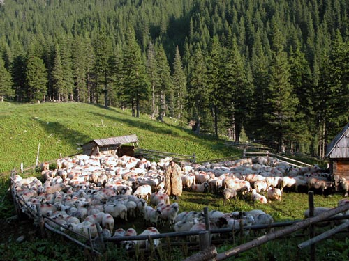 Land of Romania: Romanian transhumance