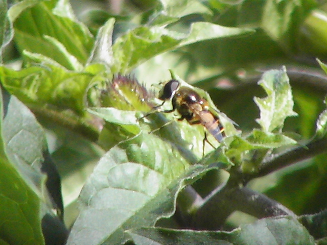 Free Nature Photos: Insectoids