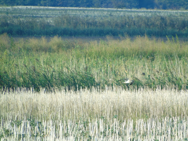 PASARI DIN ROMANIA: erete alb