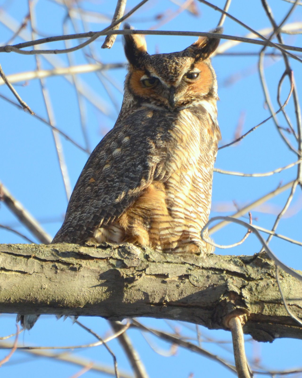 The Woodland Fern: Great Horned Owl Returns