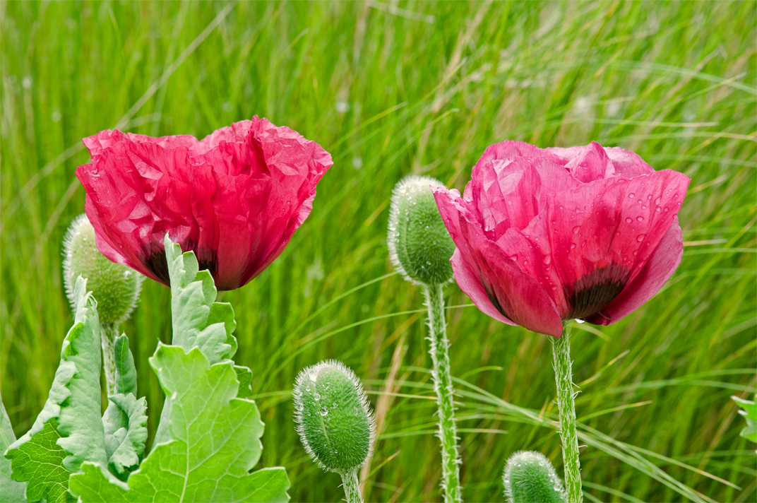 Linda Cochran's Garden: Oriental Poppies