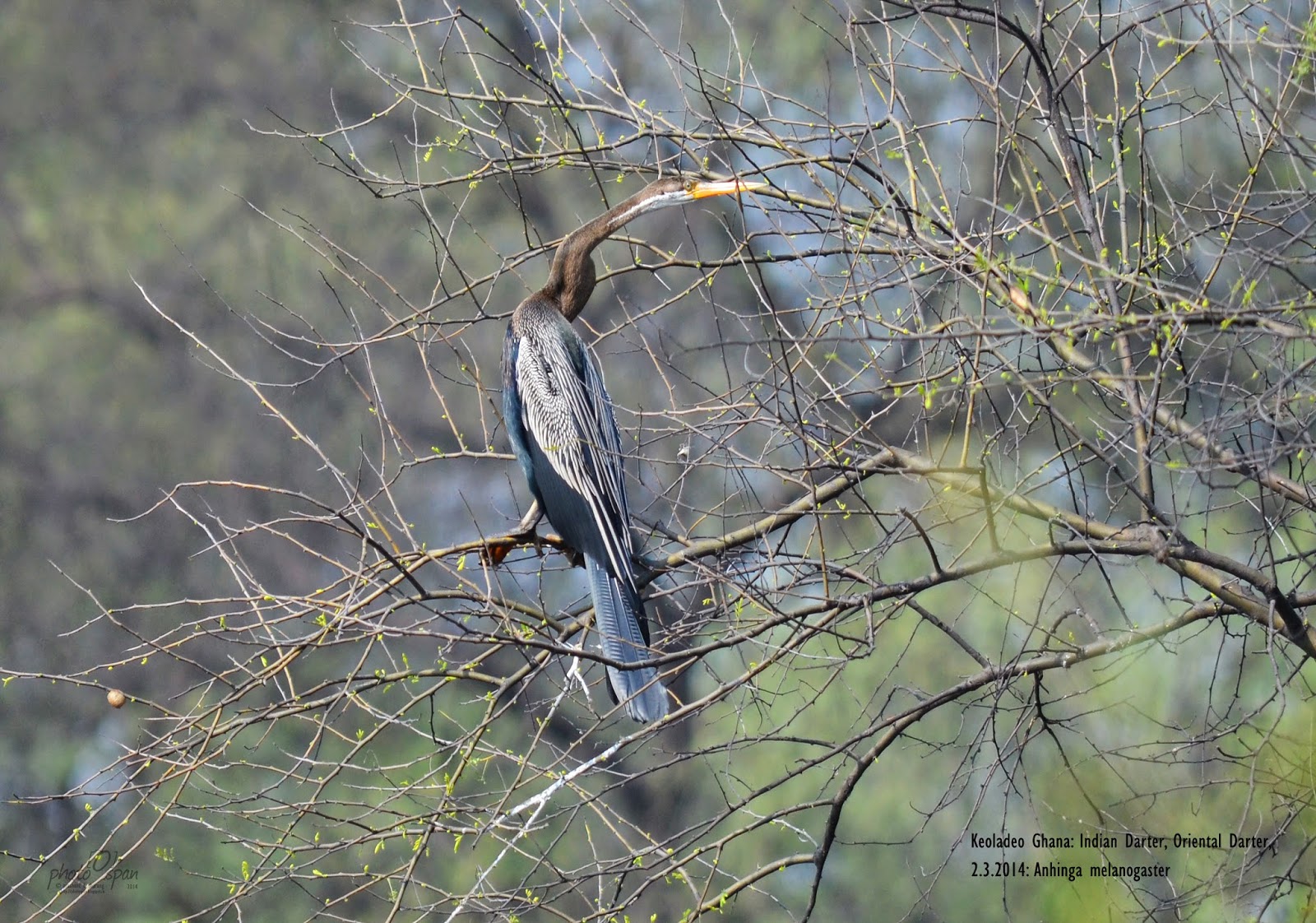 Oriental Darter: Anhinga melanogaster | Photo Span