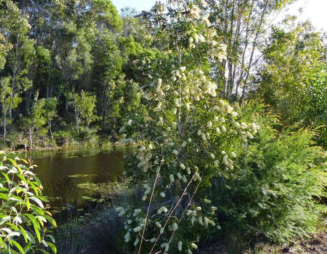 National Park Odyssey: Pelican Forest Track, Pelican Waters, Golden ...