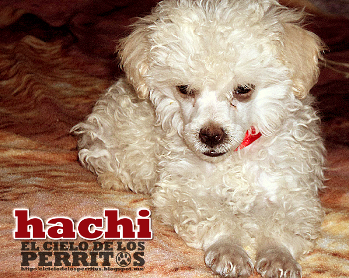 EL CIELO DE LOS PERRITOS