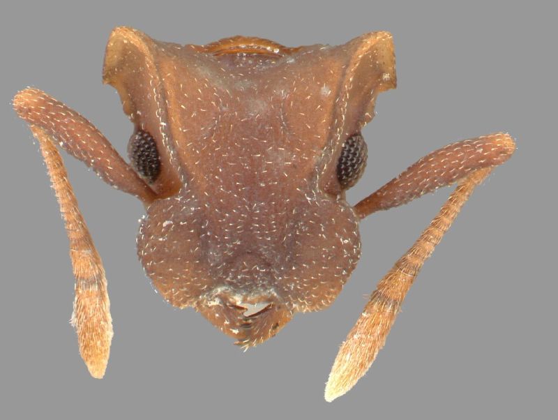 Inilah Wajah-wajah Semut !! - Yosantai