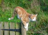 Gwent Cats Protection