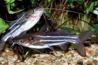 Mystus vittatus - Striped dwarf catfish - Iri ankutta | FRESHWATER ...