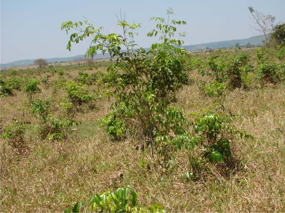 Jukira: Ciganinha - Memora peregrina