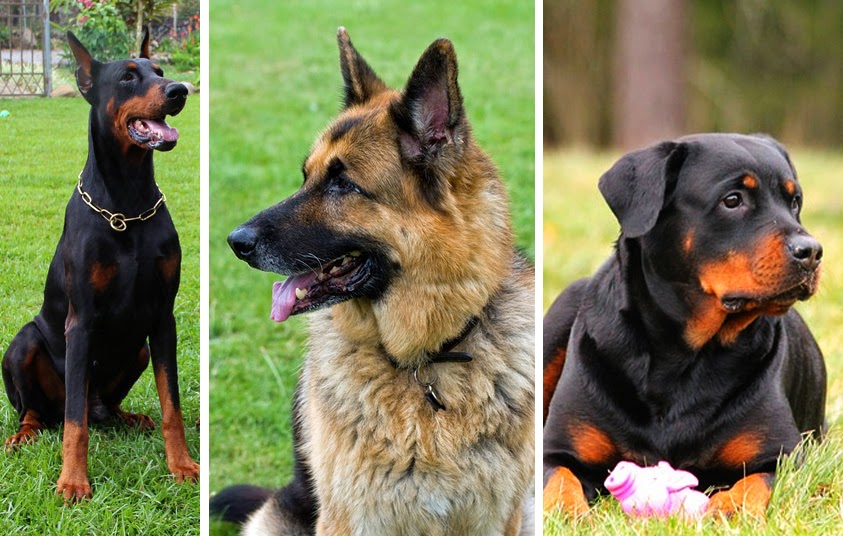 Animalia RD: Perros Guardianes