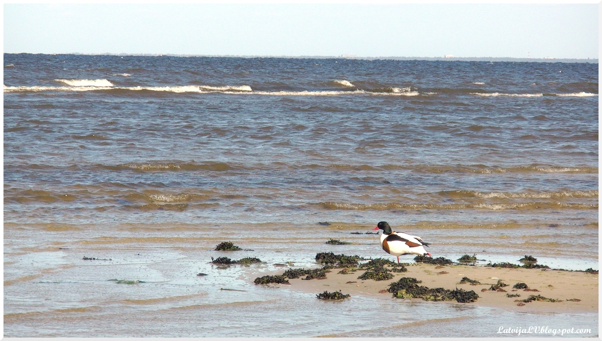 Latvija: Jūrmalas zvejniekciemi: Ragaciems, Lapmežciems, Bigauņciems