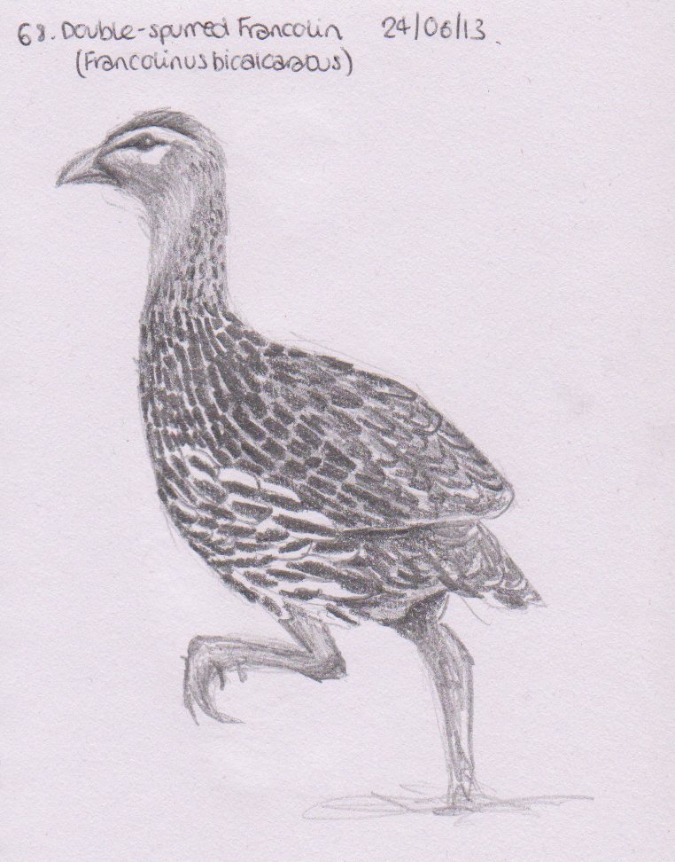 Learn.Draw.BIRD.: June 2013