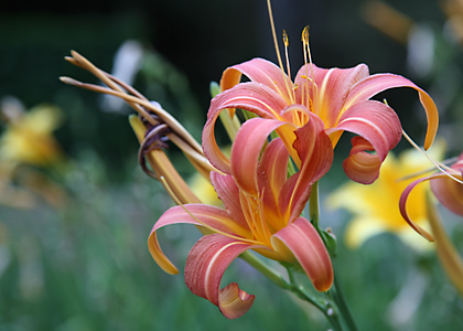 Las traqueofitas: Las Traqueofitas