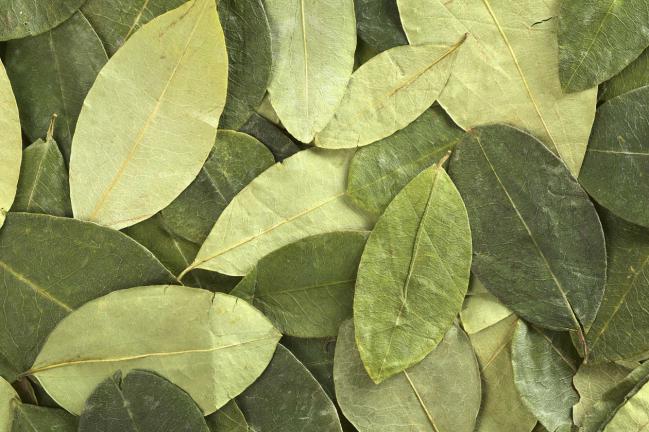 Al Natural: Beneficios que desconocías de la Hoja de Coca