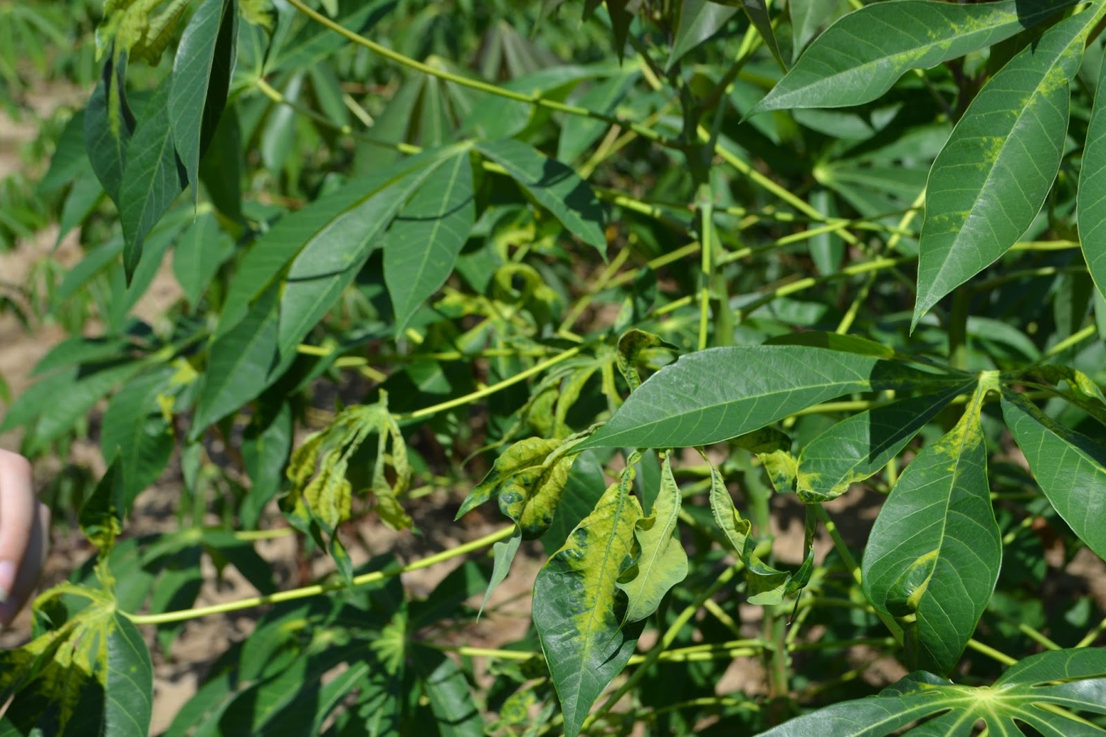 Cassava Virus Disease Diagnostics: June 2013