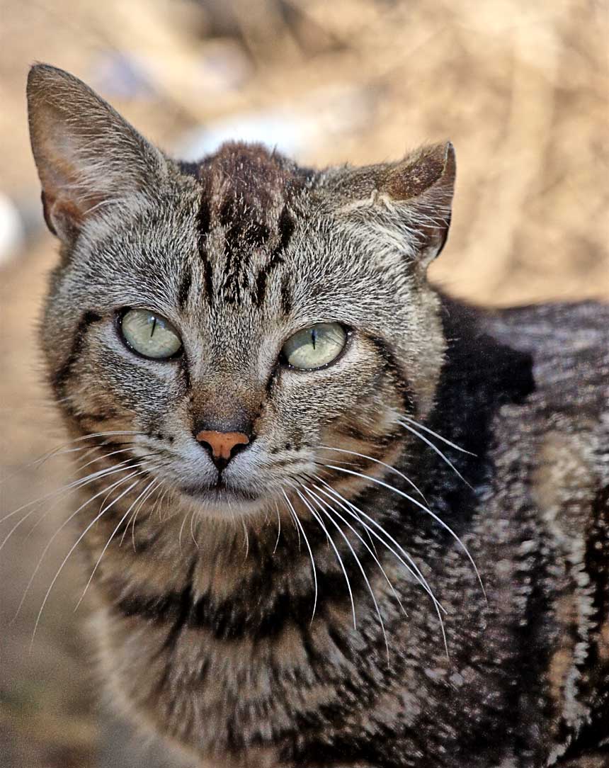 Half-Eared Tabby Survivor