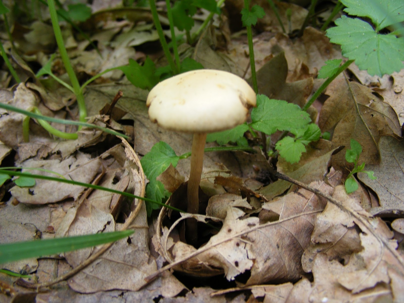 Calatoriile Mariei: O scurta calatorie prin Padurea Trivale, dupa Paste